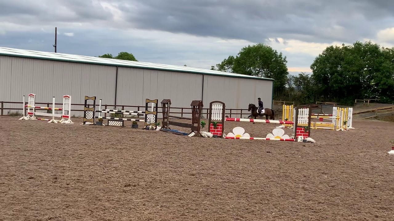 Sold 5 year old lux z x cavalier royale full brother to 160 jumper and ...