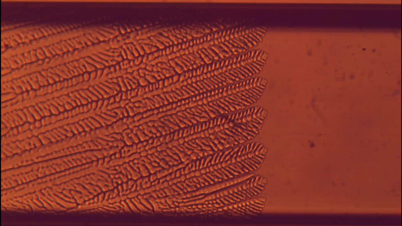 Directional Solidification: Cellular and Dendritic Growth - YouTube