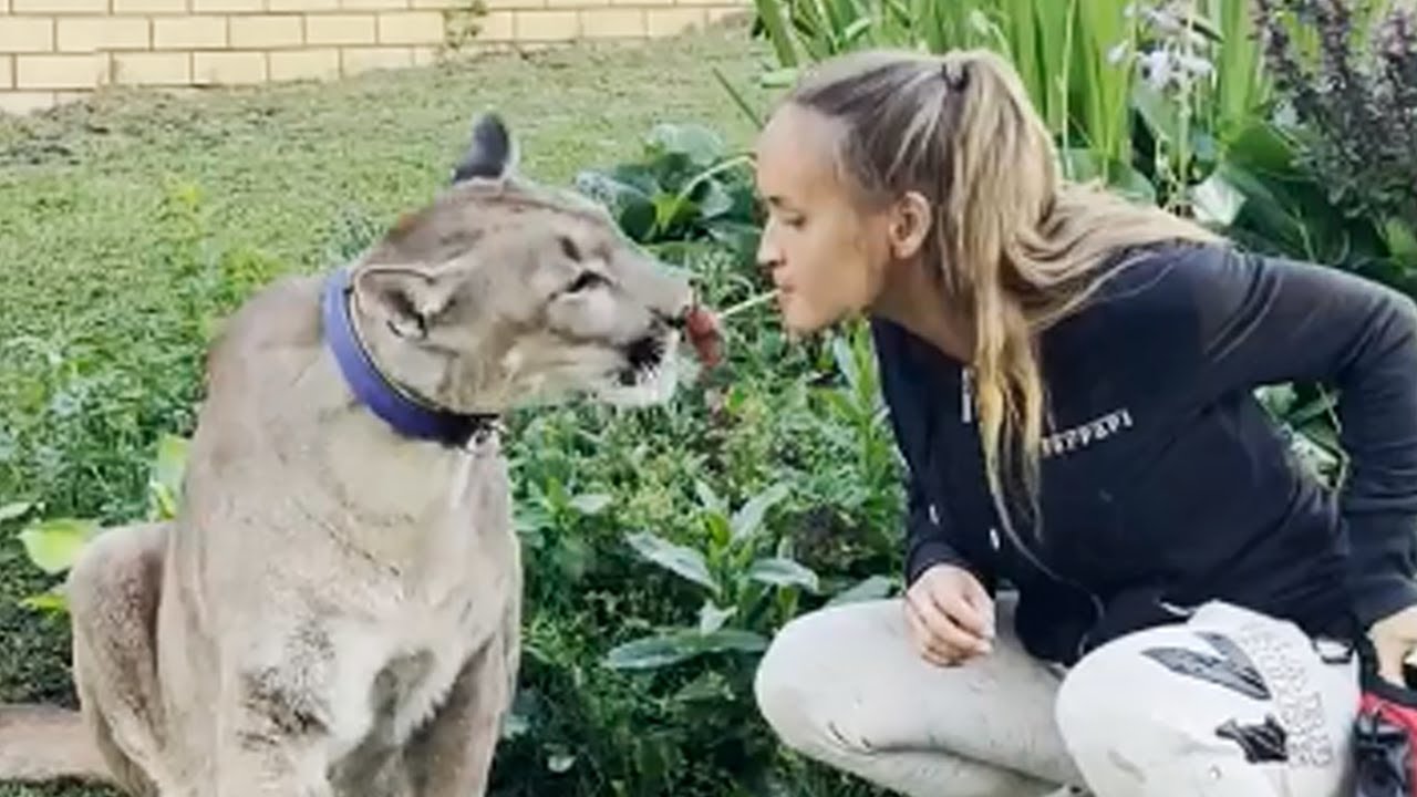 Puma Pet Let's play Outdoor with owner. Funny Video - YouTube