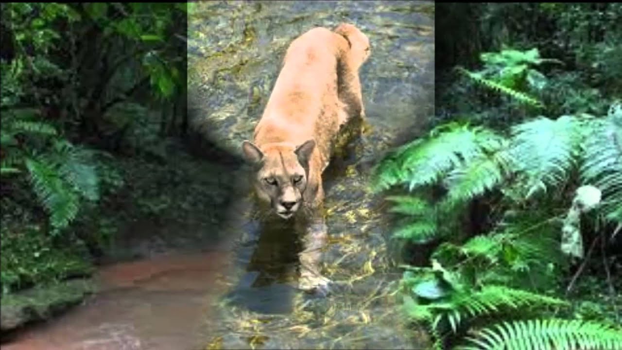 Video Los cazadores y el puma - YouTube