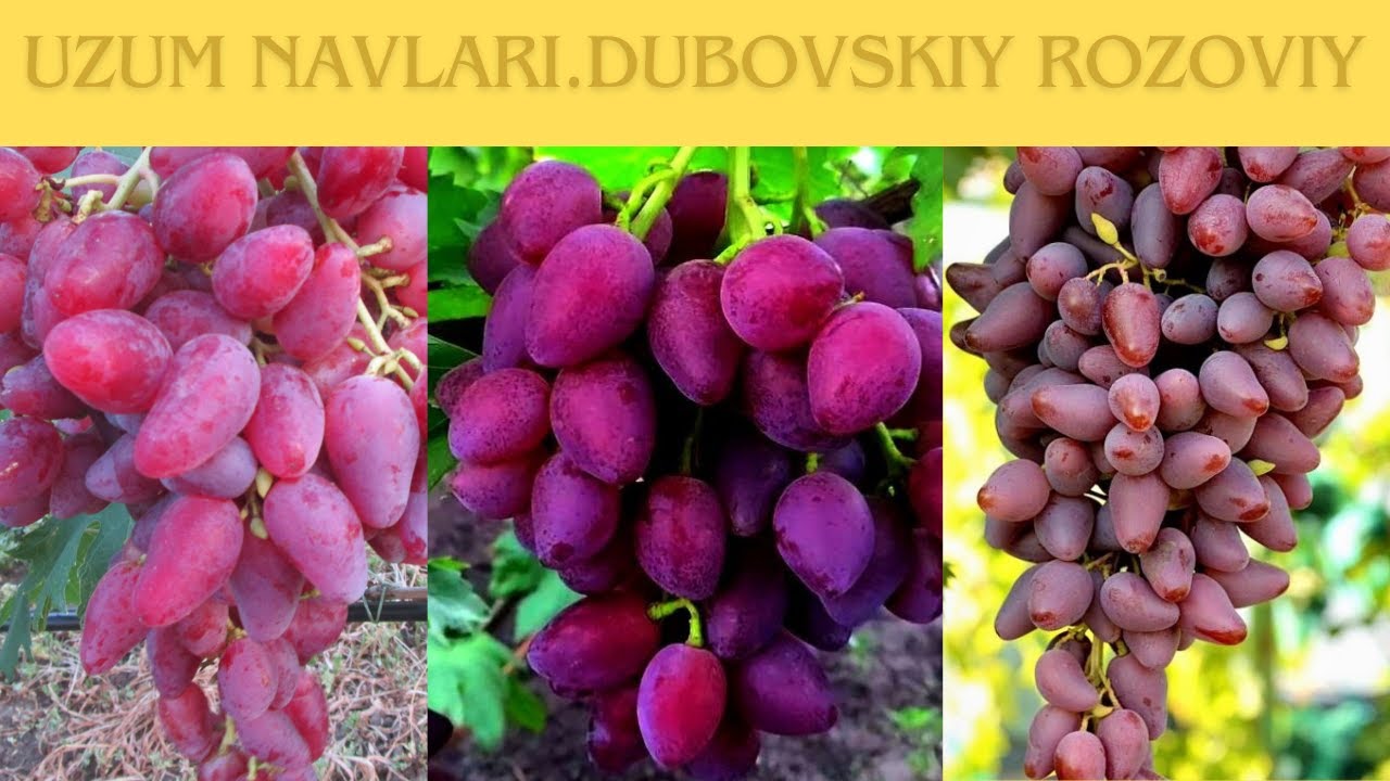 Uzum navlari.Dubovskiy rozoviy #uzum #dehqonchilik - YouTube
