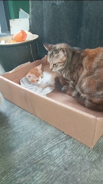 Time Machine Cats !!!! Longest Daily Cat's Story - YouTube