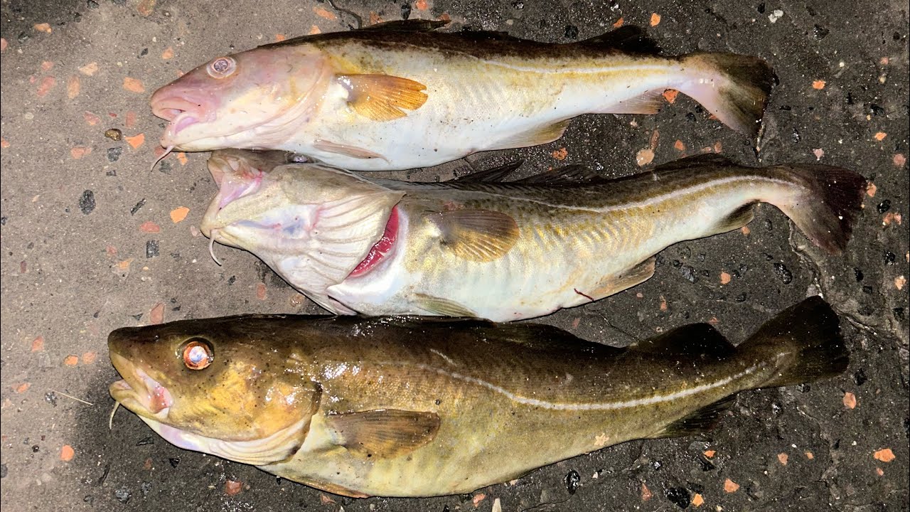 Winter cod match - YouTube