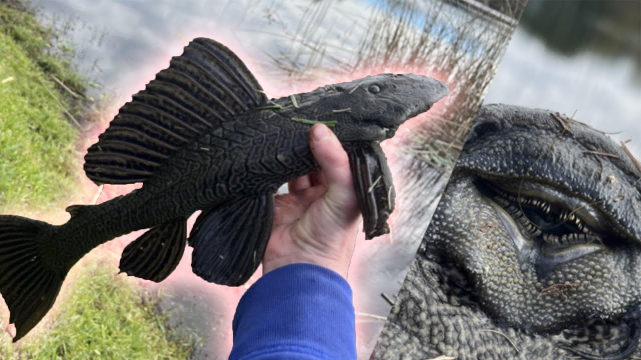 GIANT invasive catfish BROKE my rod!! Sight fishing Plecos in Orlando ...