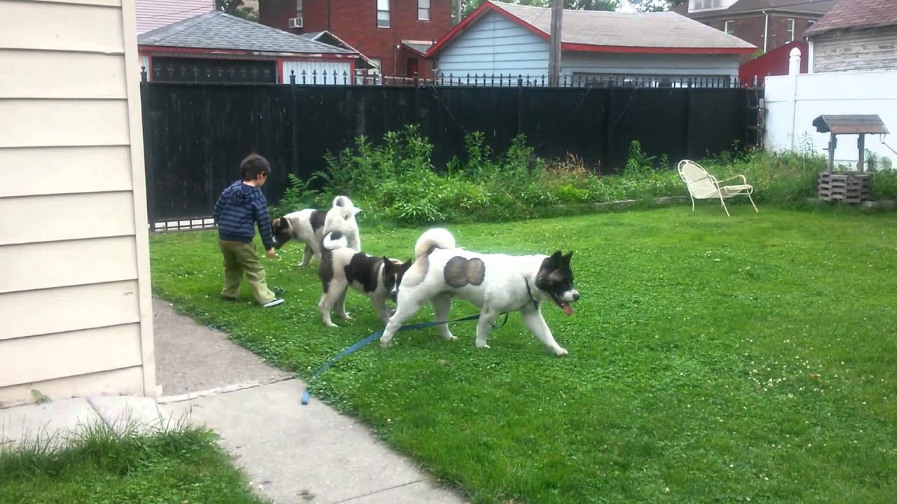 AMERICAN AKITA HAPPY FAMILY - YouTube