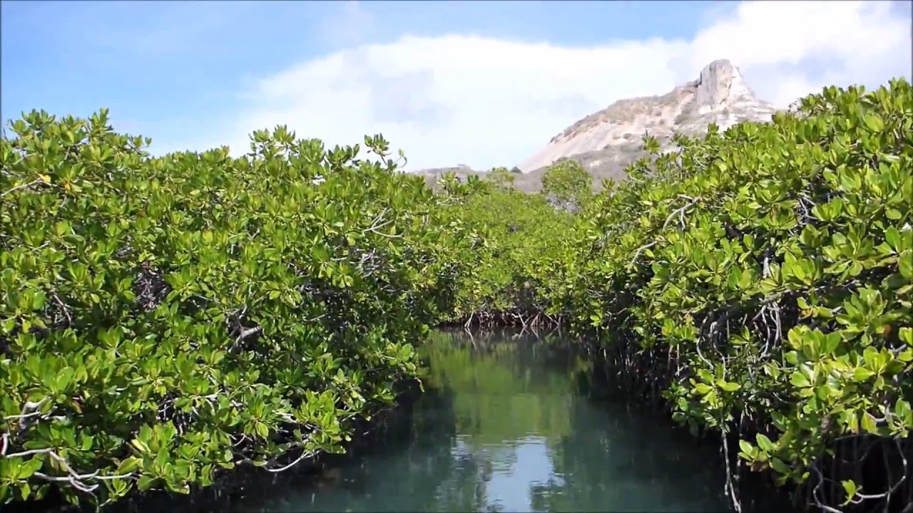 Mangrove Forest + Tafelberg - Curaçao - YouTube