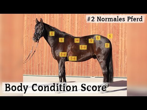 Body Condition Score (BCS) bestimmen: Teil 2 – normales Pferd - YouTube