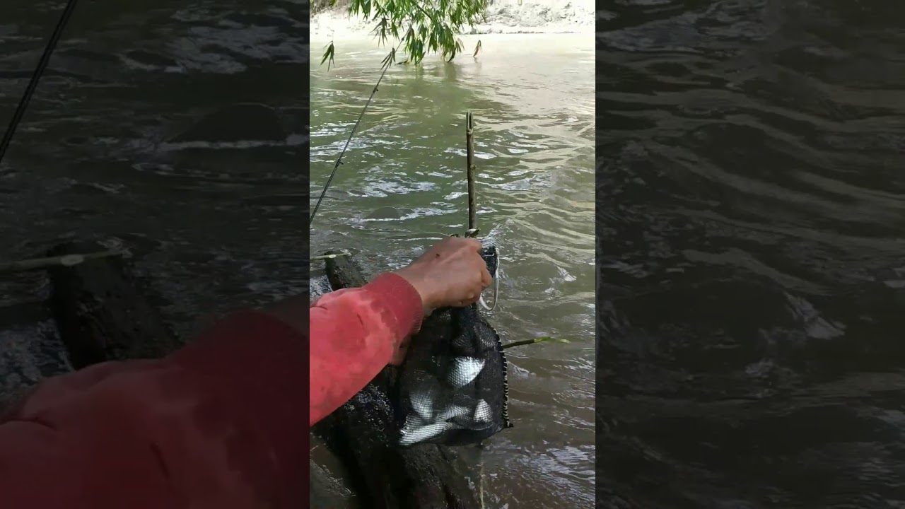 Mancing ikan putian kawan mantap.. - YouTube