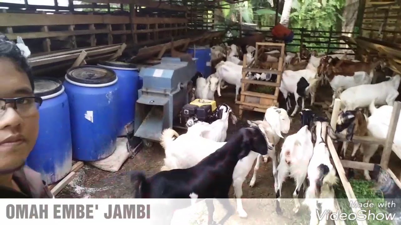 OMAH EMBE' JAMBI Kambing dan Domba - YouTube