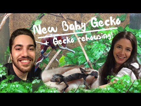 CUTE BABY GECKO + Housing baby leaf-tailed geckos (Uroplatus phantasticus)