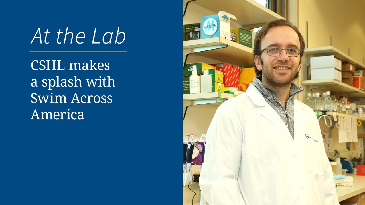 CSHL makes a splash with Swim Across America - YouTube