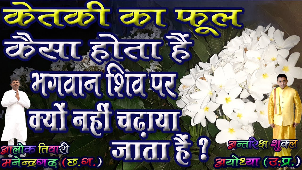 केतकी के फूल। केतकी का फूल कैसा होता है। Ketki Ka Phool Shiv Ji Ko Kyon ...