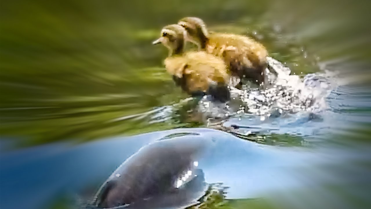 funny ducklings popular shorts videos. 04 - YouTube