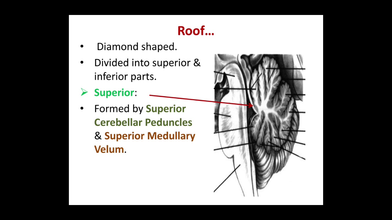 Anatomy IV Ventricle - YouTube
