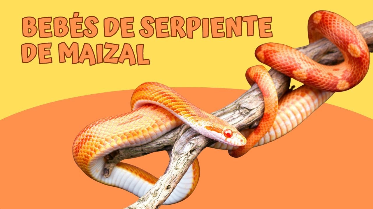 Viviendo en un zoo: Bebés de serpiente de maizal - YouTube