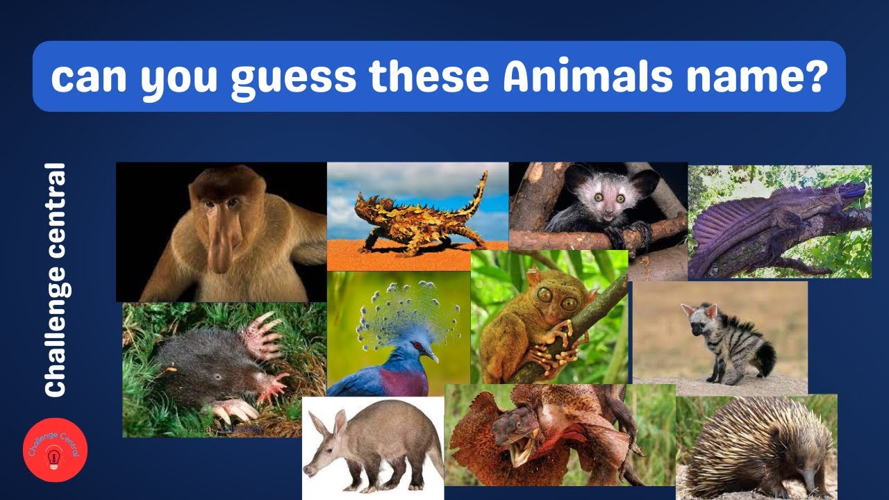 Guess the Rare Animals Challenge - Can You Name Them All?" - YouTube