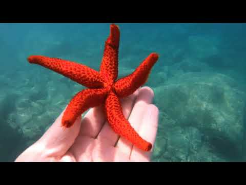 Su Altı Dünyası #2 | Saros Körfezi 4K