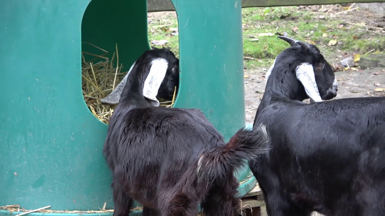 de drie geitjes - YouTube