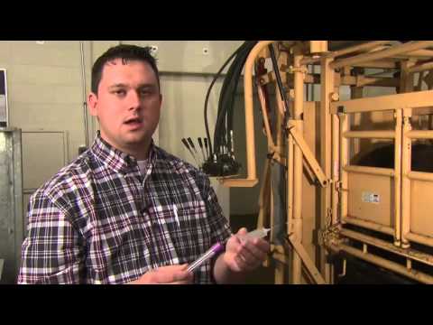 Collecting DNA Samples In Beef Cattle - Matt Spangler - YouTube