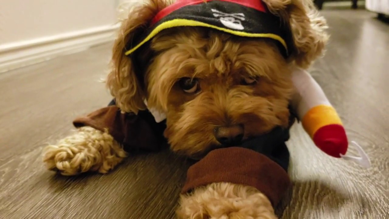 Redman my cute cavapoo is dressed like a pirate for Halloween!! - YouTube