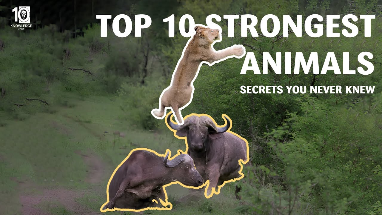 Top 10 Strongest Animals – Secrets You Never Knew | 10 Knowledge Daily ...