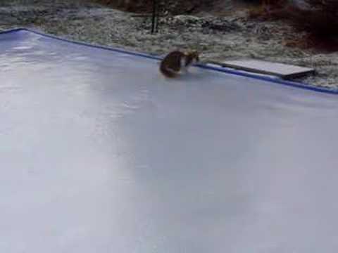 Ice skating cat competition / un chat sur la glace - YouTube