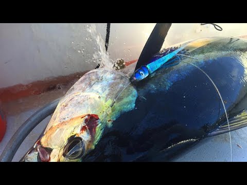 Ahi Fishing in Hawaii - Ahi Fishing - marlin fishing - Mahi mahi ...