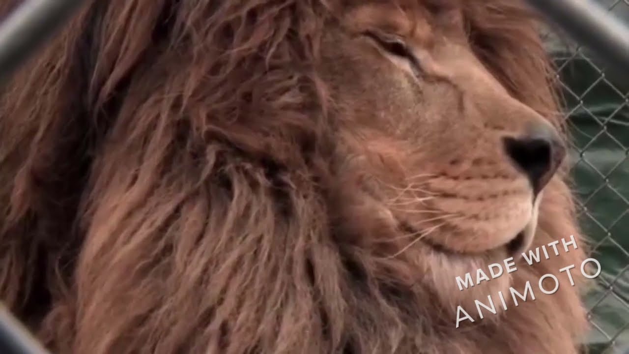 Barbary Lion, around 700 lbs - YouTube