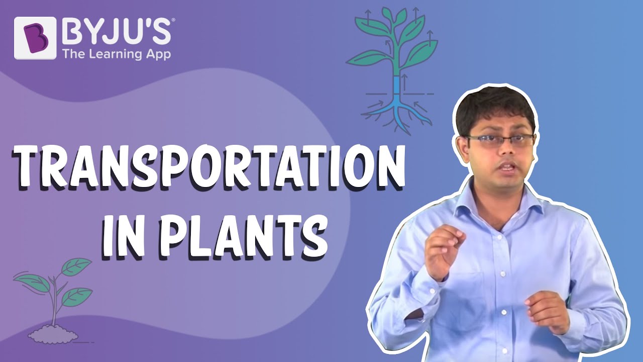 Transportation In Plants Absorption and Diffusion - YouTube