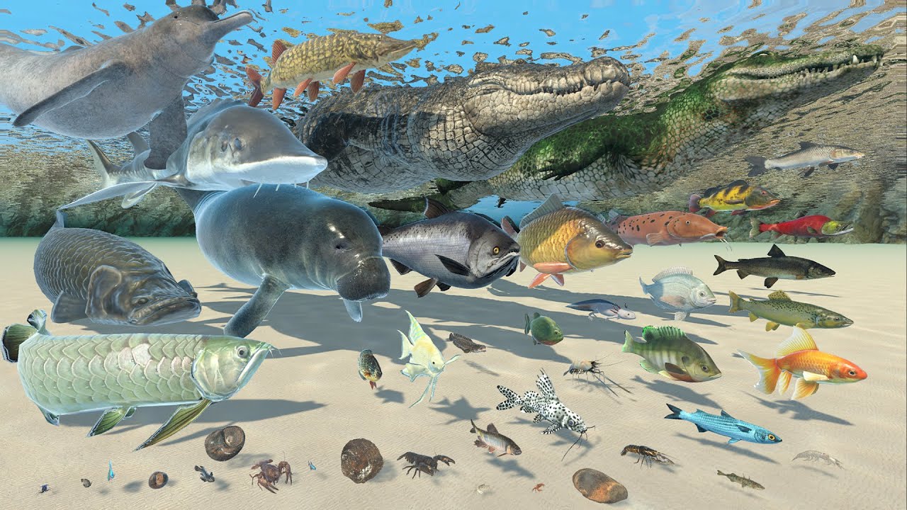 Real Modern Freshwater Animal Size Comparison - 3D Animation Comparison ...