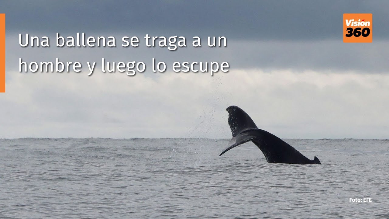 Una ballena se traga a un hombre y luego lo escupe Video: EFE - YouTube