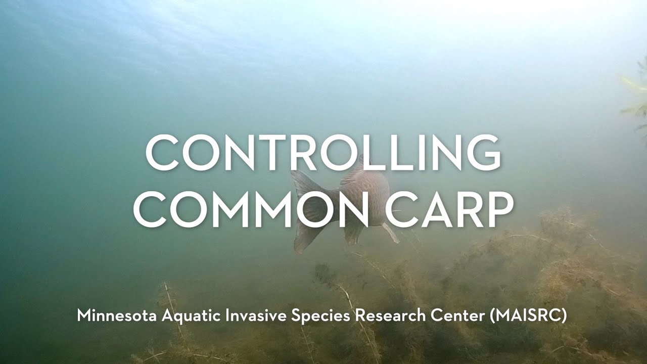 Common carp control - YouTube