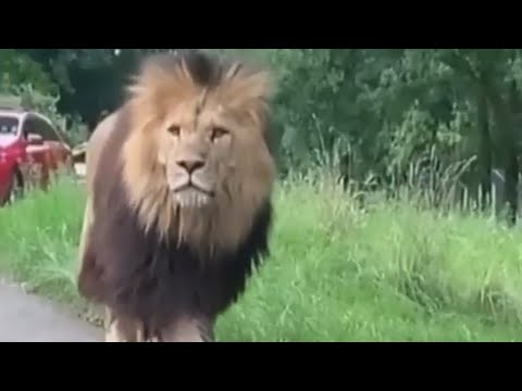 (Lion status) #lion #trending #trend #viral
