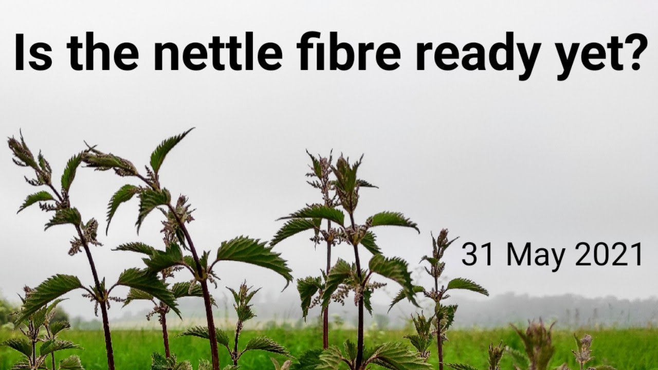 Is the Nettle Fibre Ready to Harvest Yet? (May 31, 2021) - YouTube