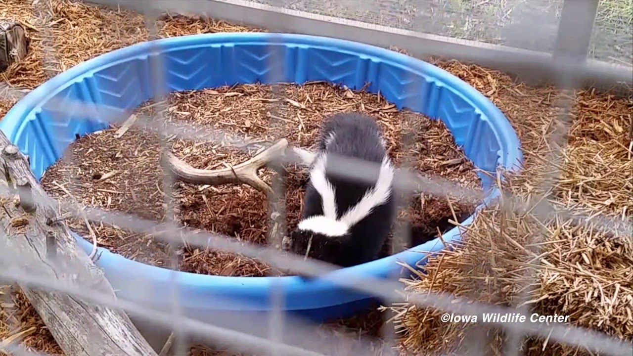 Three Orphaned Skunks in IWC's Prerelease Enclosure - YouTube