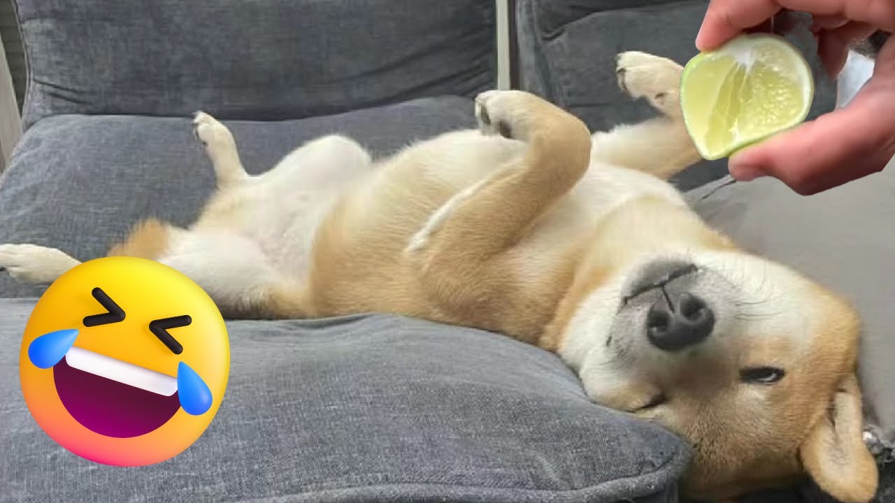 Cats and Dogs Funny Moments Compilation Ep.09- Hilarious Pet Antics ...