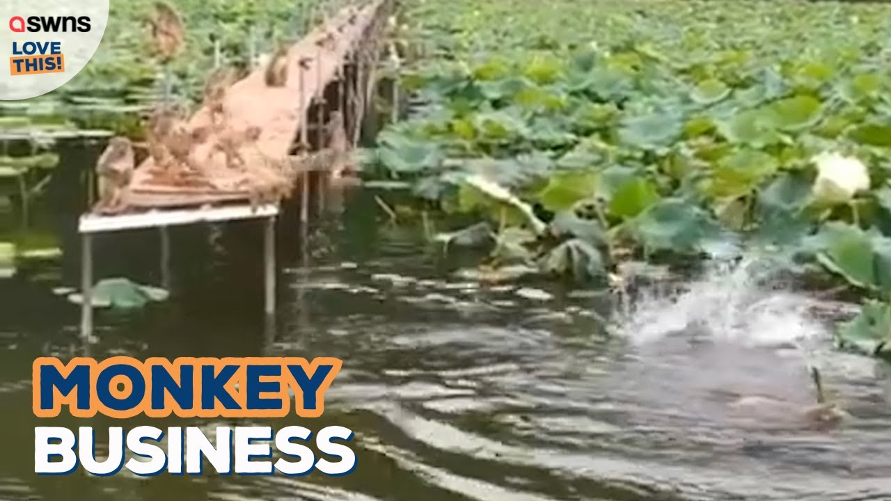 Monkeys make a splash! | LOVE THIS! - YouTube
