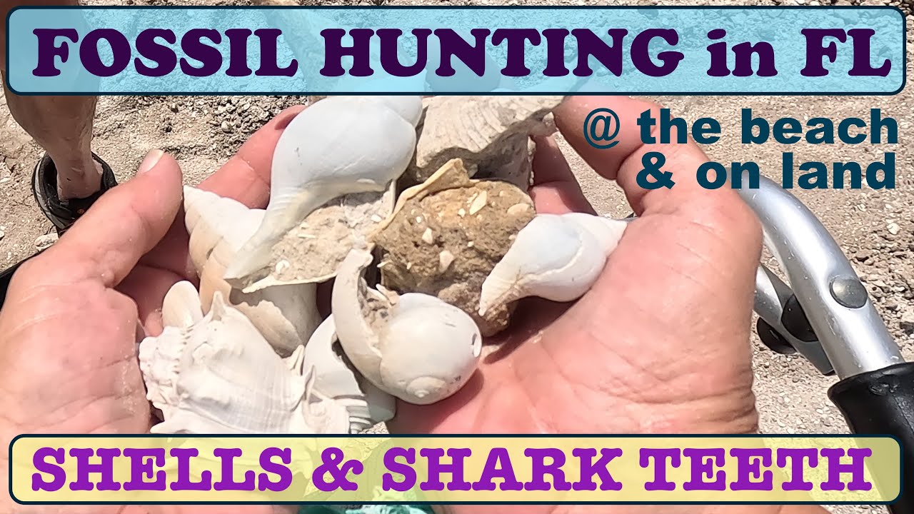 FL Fossil Hunting | Fossil Shells & Shark Teeth | Sarasota County - YouTube