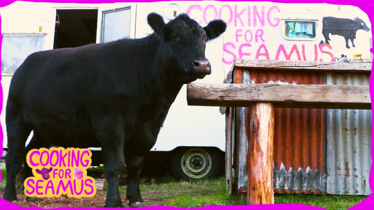 Disabled Rescue Bull Host of Own Cooking Show | Cooking for Seamus ...