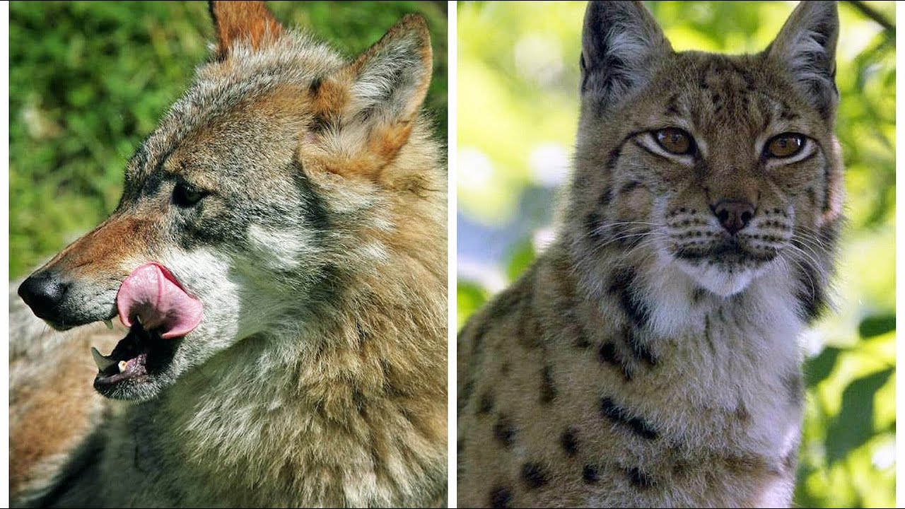 Wild Iberia: lupi e linci in terra di Spagna - YouTube