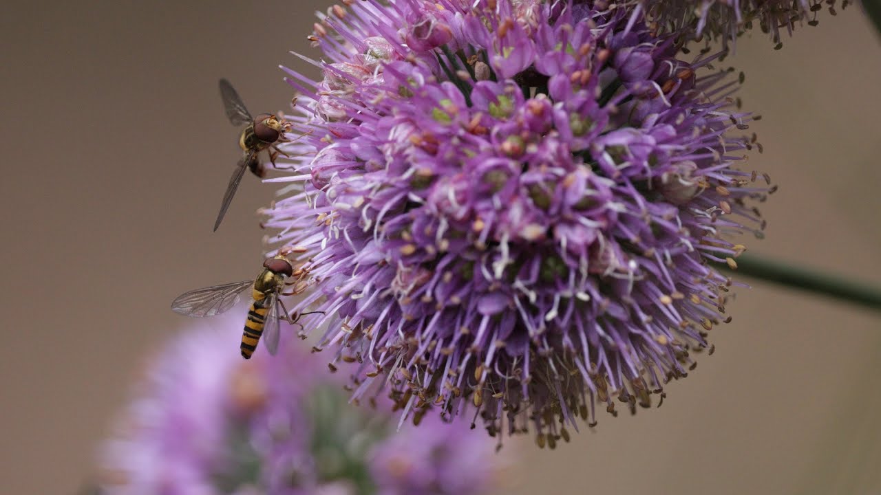 Hoverflies Feeding on Purple Flowers | Korea - YouTube