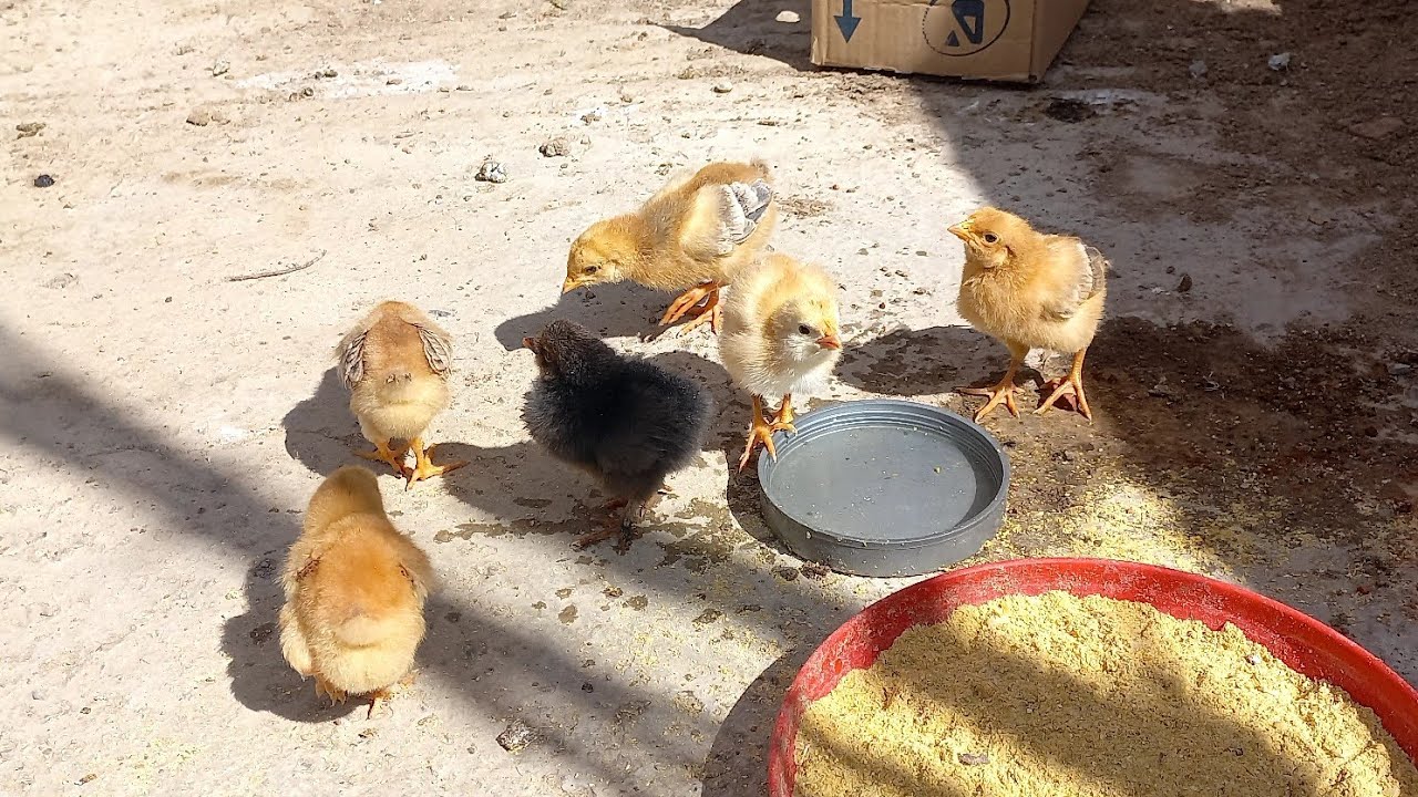 ¿Cuánto está el precio de cada pollito criollo mejorado? - En dólares y ...