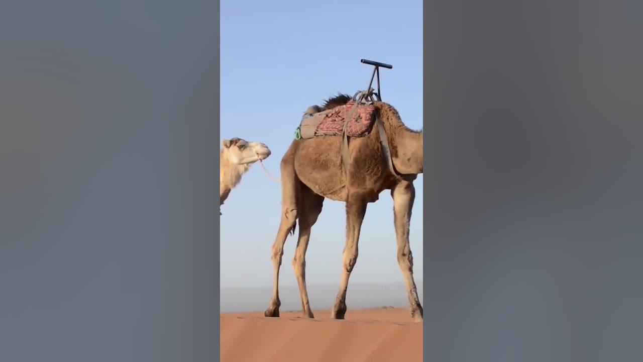 Camels: The Ships of the Desert in Action - YouTube