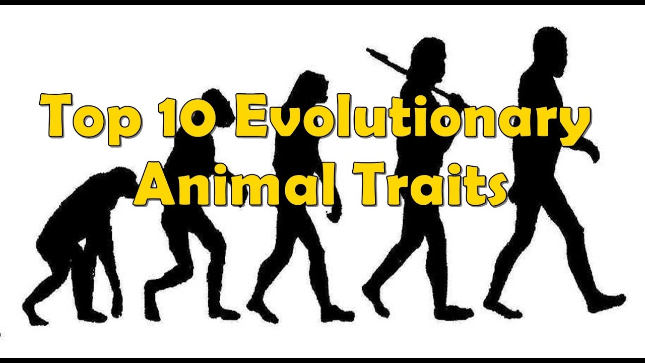 Top 10 Evolutionary Animal Traits - YouTube