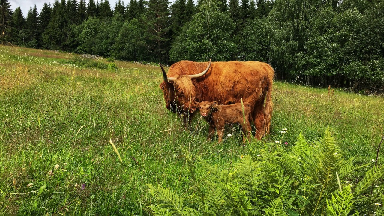 Scottish Highland Cattle In Finland: First calf of 2020! - YouTube