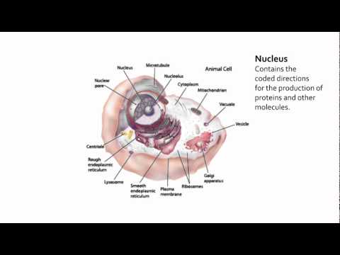 Visualizing Cells - YouTube
