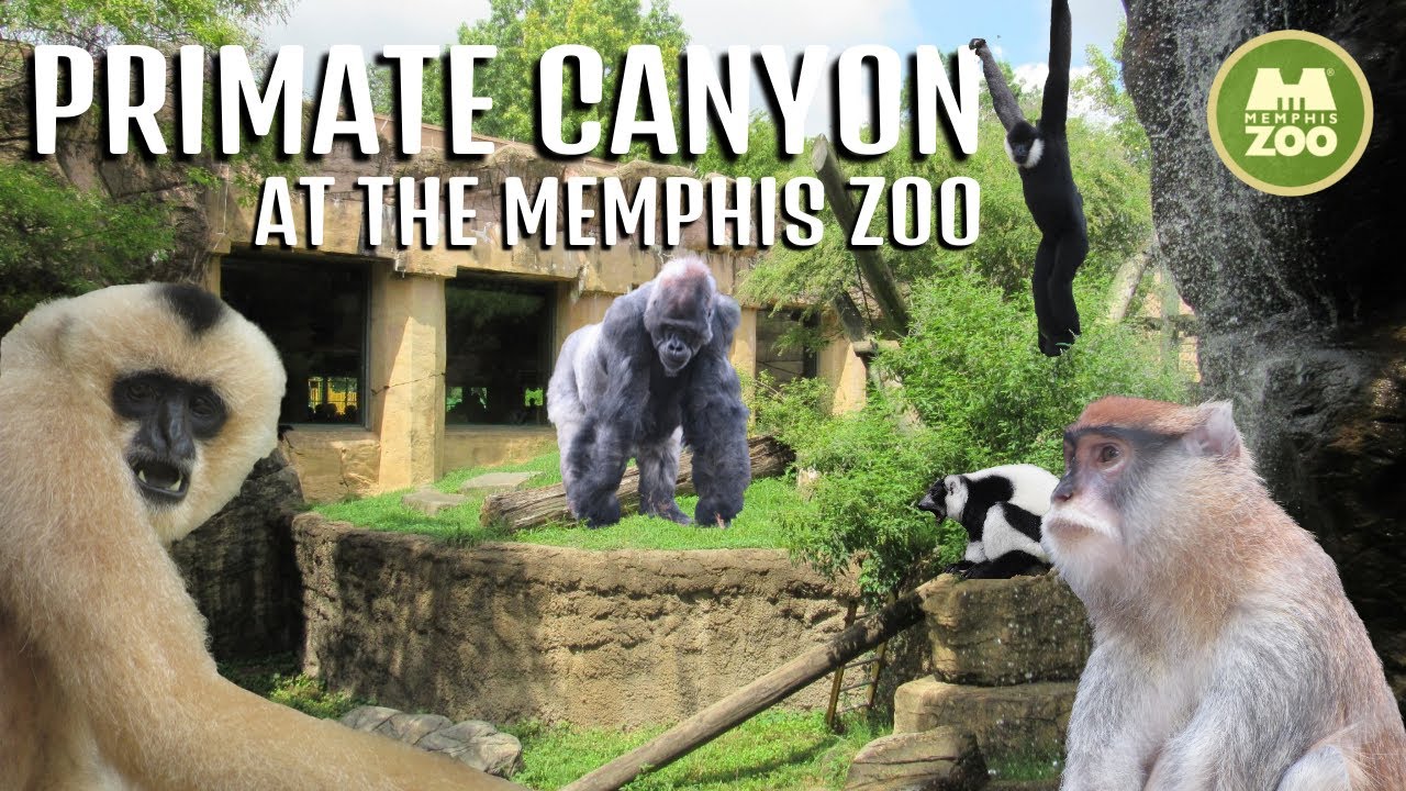 Primate Canyon at the Memphis Zoo | Exhibit Tours Ep. 57 - YouTube