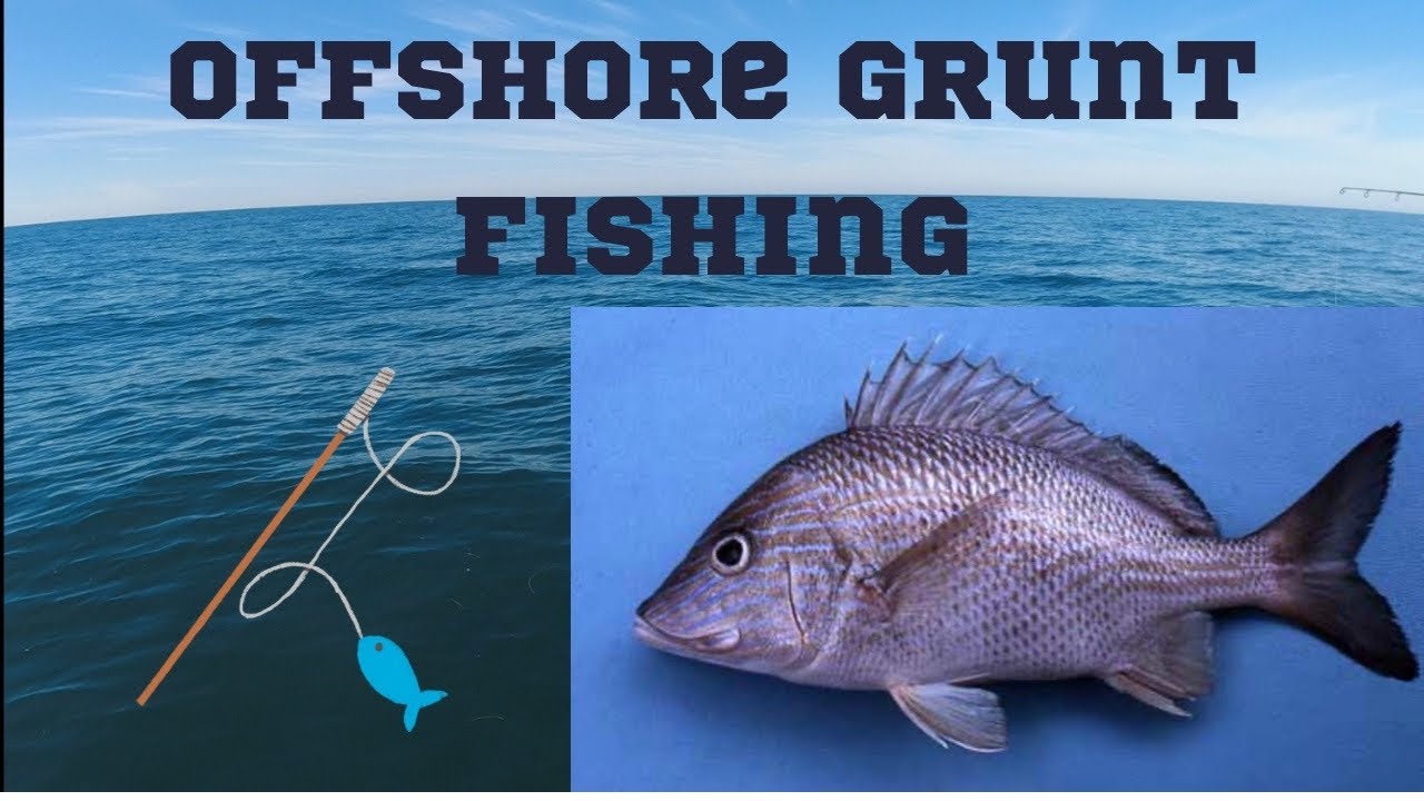 Offshore White Grunt Fishing in Florida - YouTube