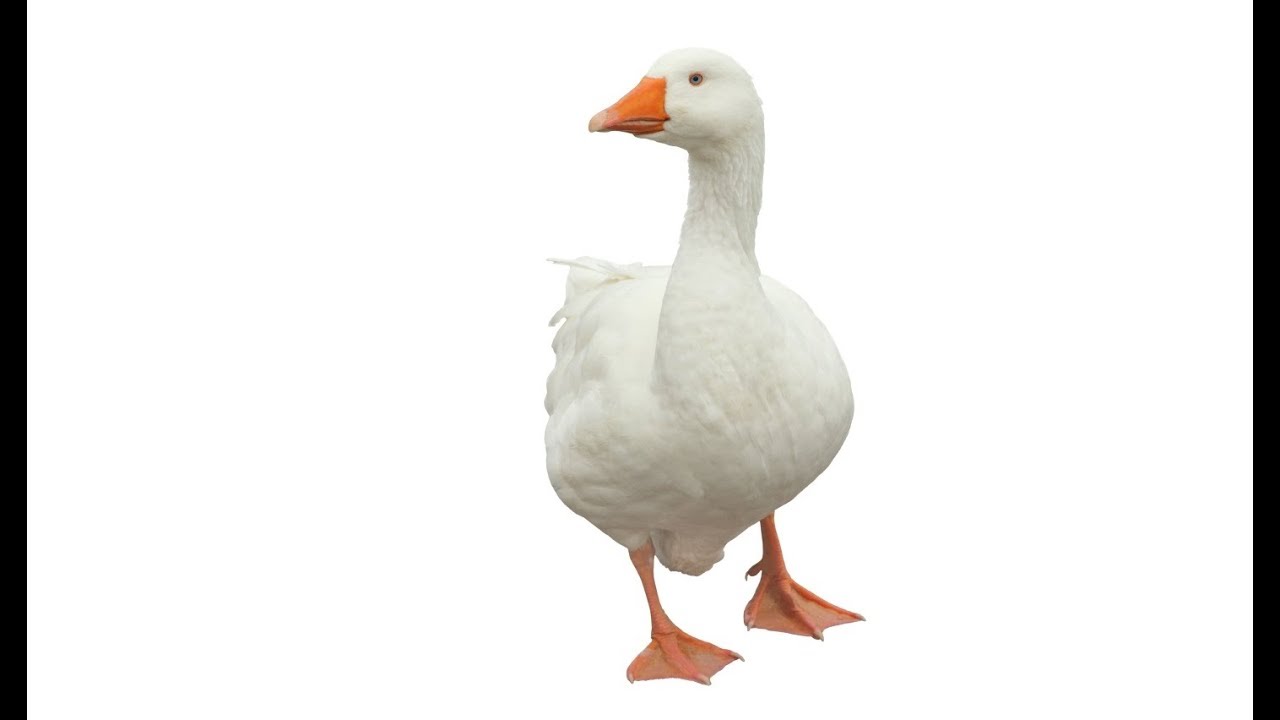 KAKO JE VRAG DOŠAO U SELO - GUSKA! - YouTube