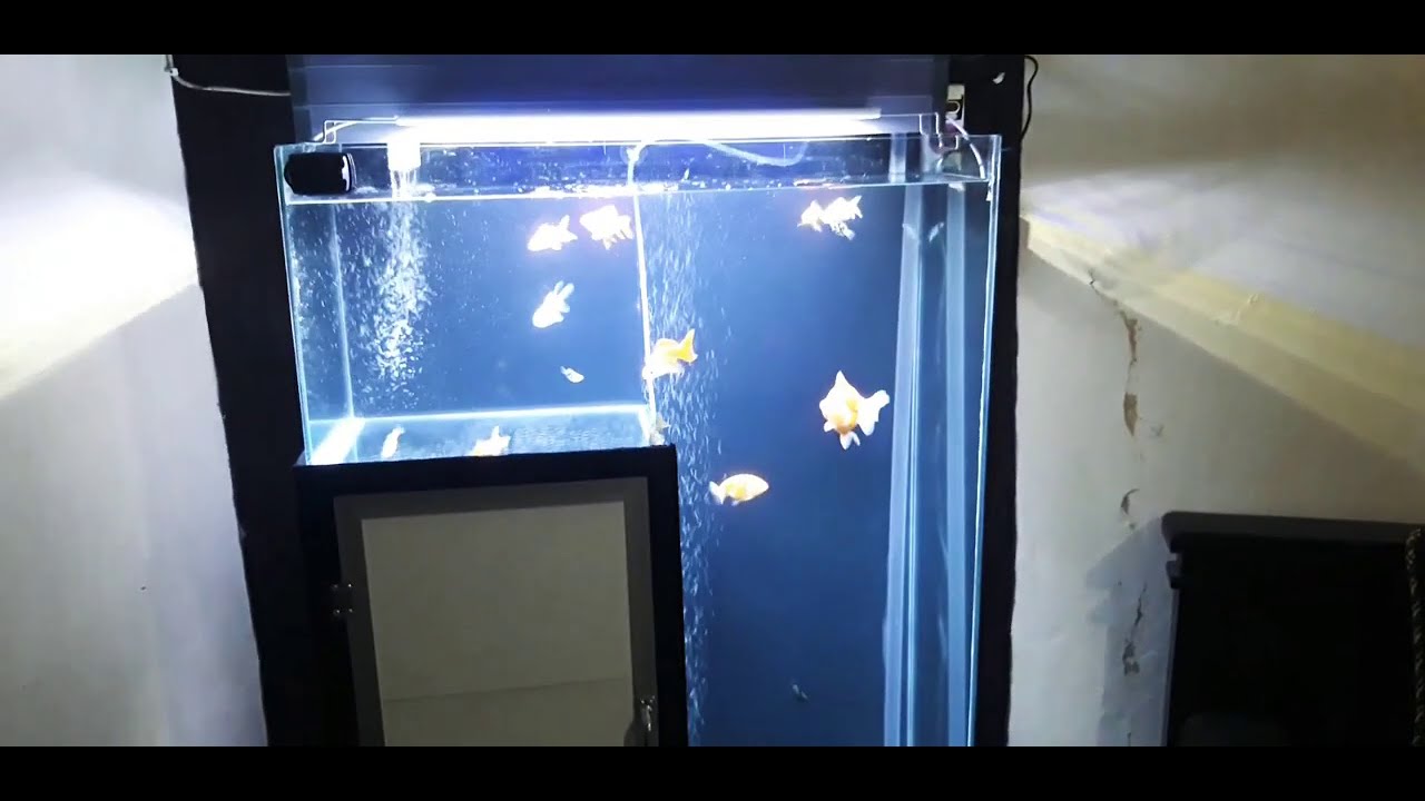 Aquarium Drop Tank "Ikan Mas Koki " - YouTube